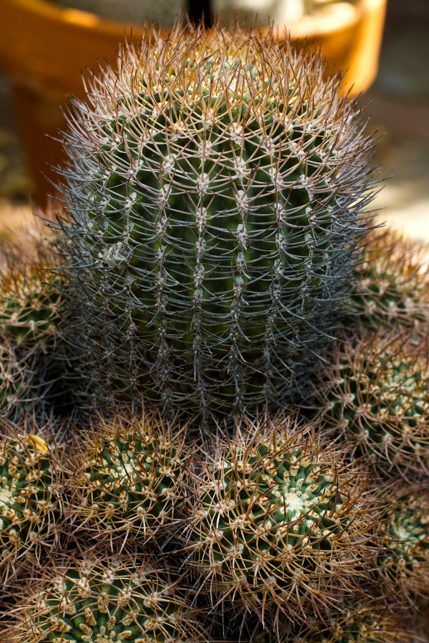 Missouri Botanical Garden | Braden Piper Photography